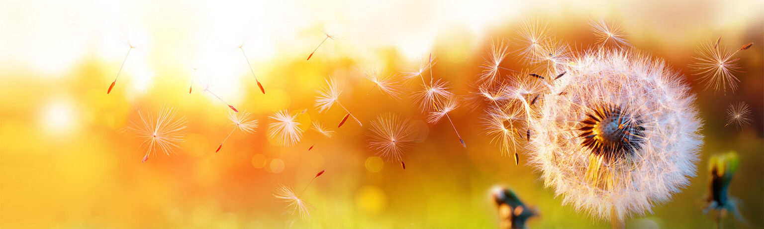 Suniva and Heliene Announce Strategic Sourcing Contract to Produce ...